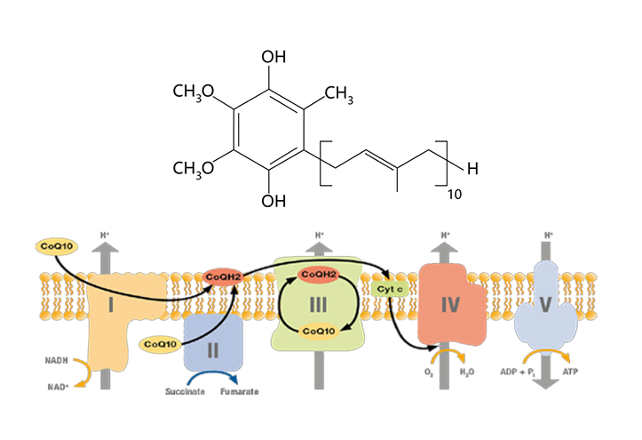 Ubiquinone Powder: Stability, Oxidation Control, and Shelf Life Extension
